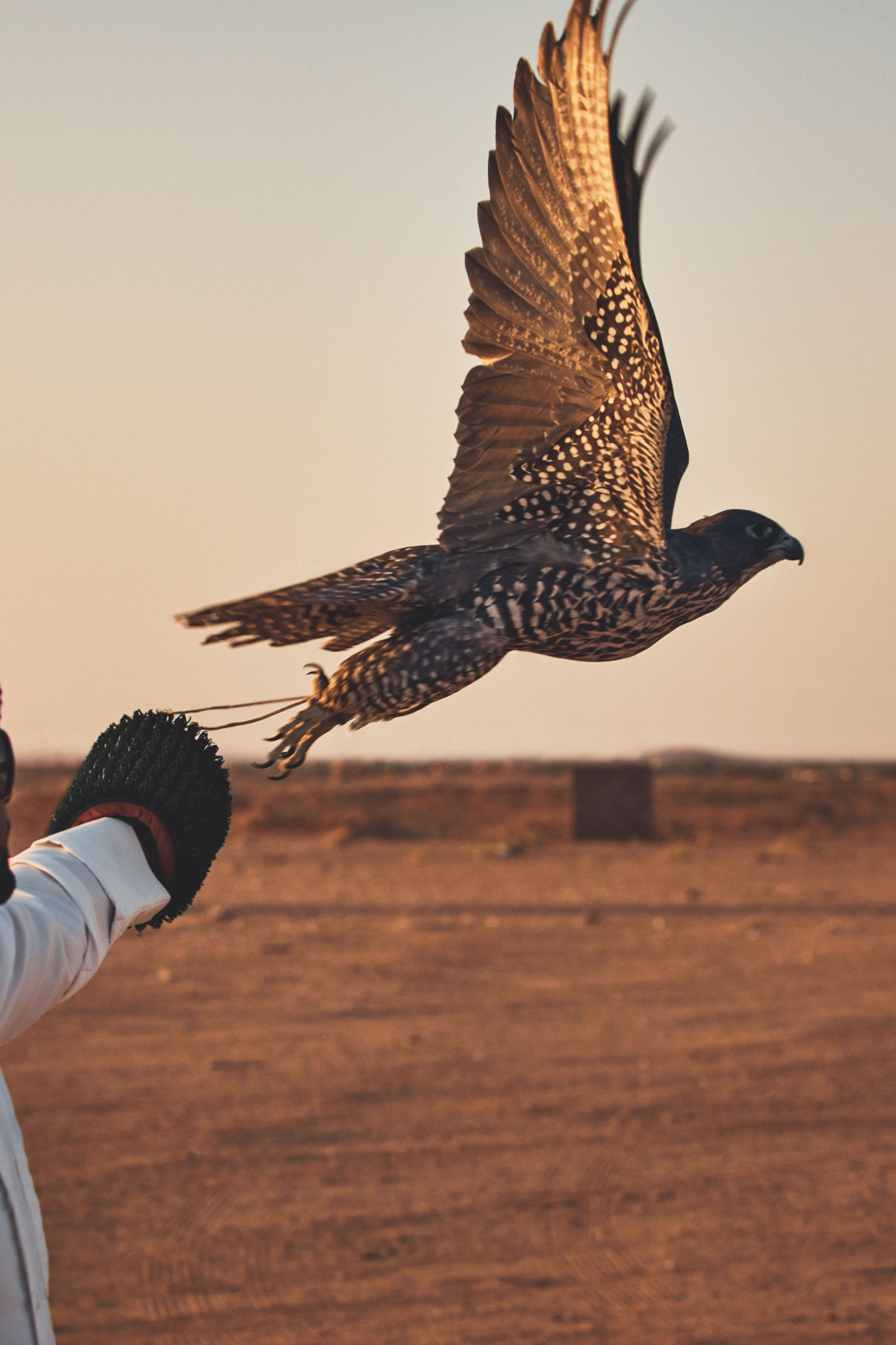 These Three Books Are Championing Saudi Arabian Wildlife · The Sybarite