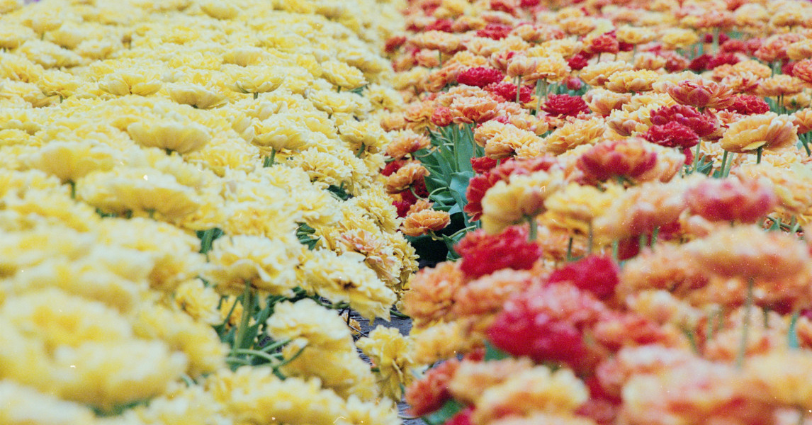 Chelsea Flower Show Guide: Everything You Need to Know · The Sybarite